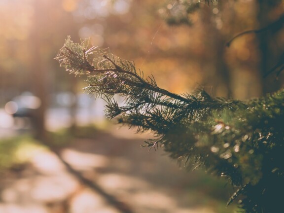 AGIF New Year`s message: wishes for 2026 - AGIF